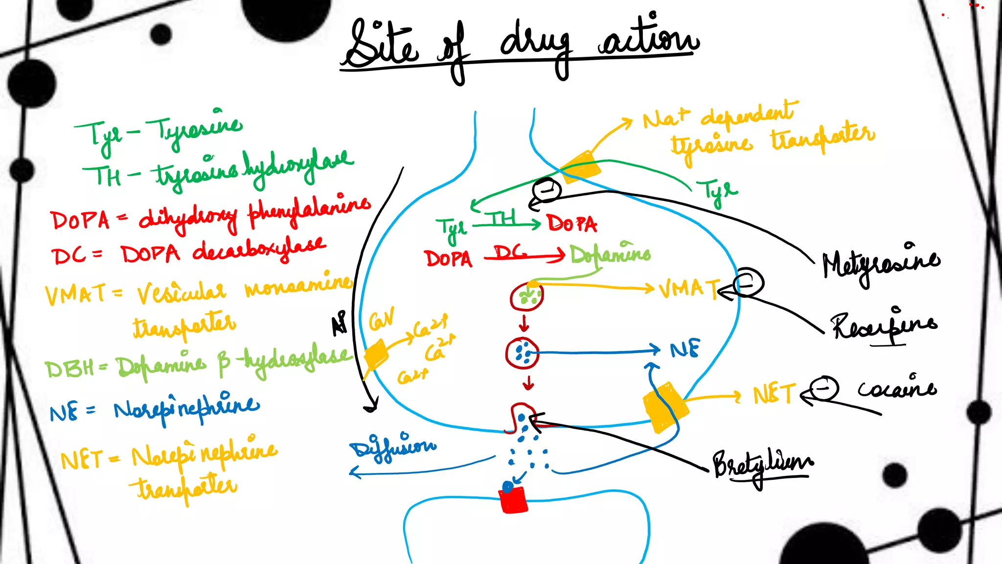 Autonomic neurotransmission and drugs affecting it II ANS Pharmacology ...