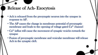 Autonomic neurotransmission and drugs affecting it II ANS Pharmacology ...