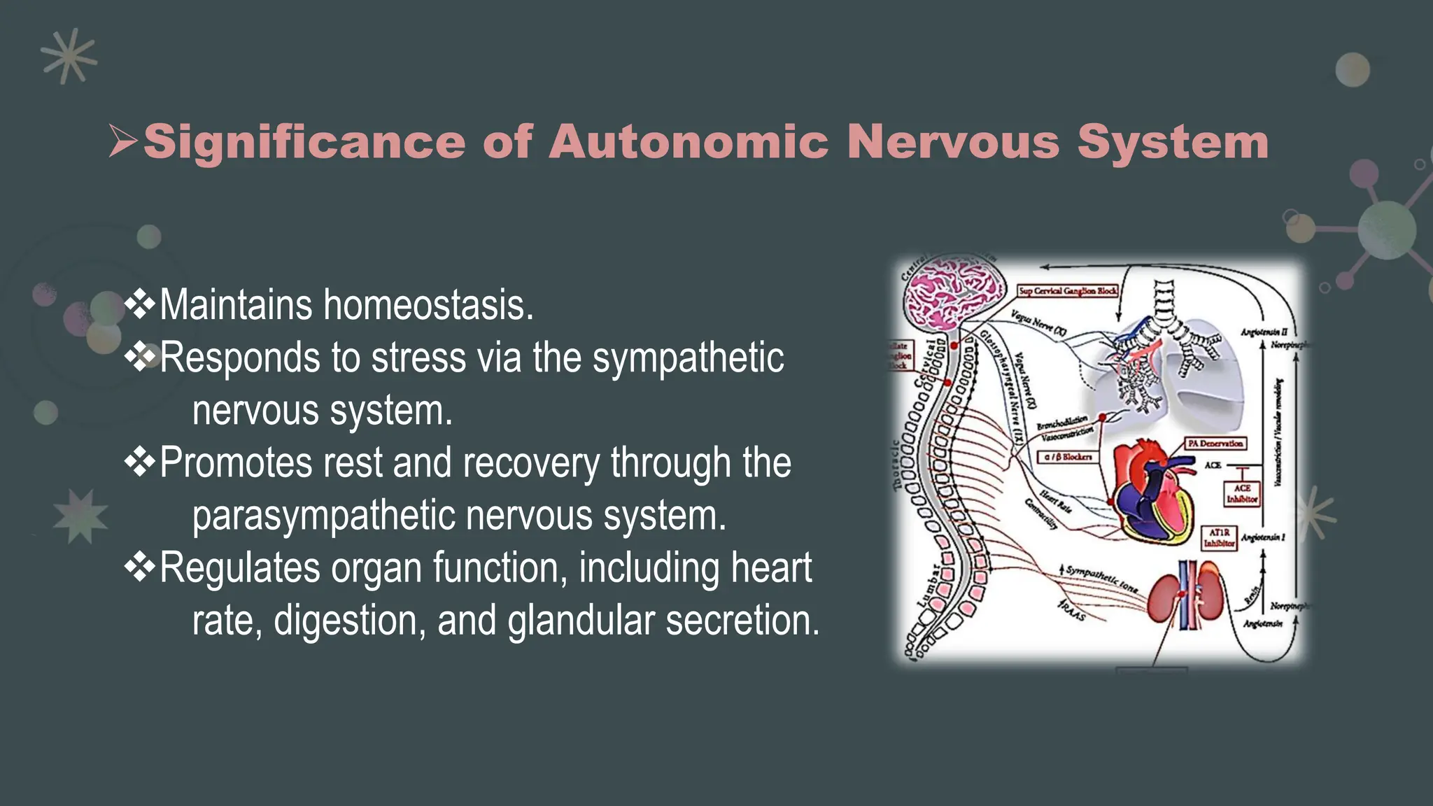 autonomic Nervous system in peripheral nervous system | PPT