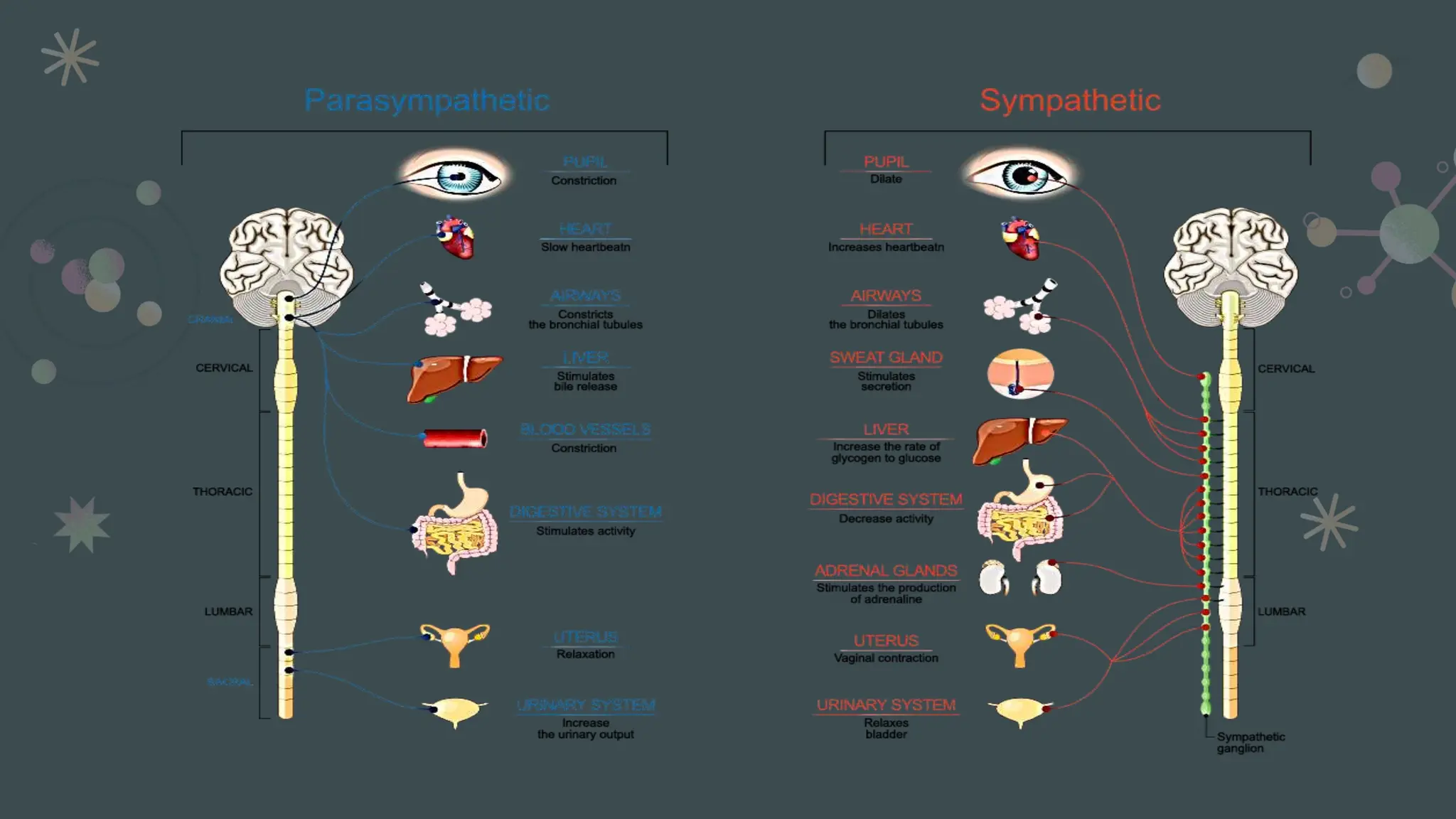autonomic Nervous system in peripheral nervous system | PPT