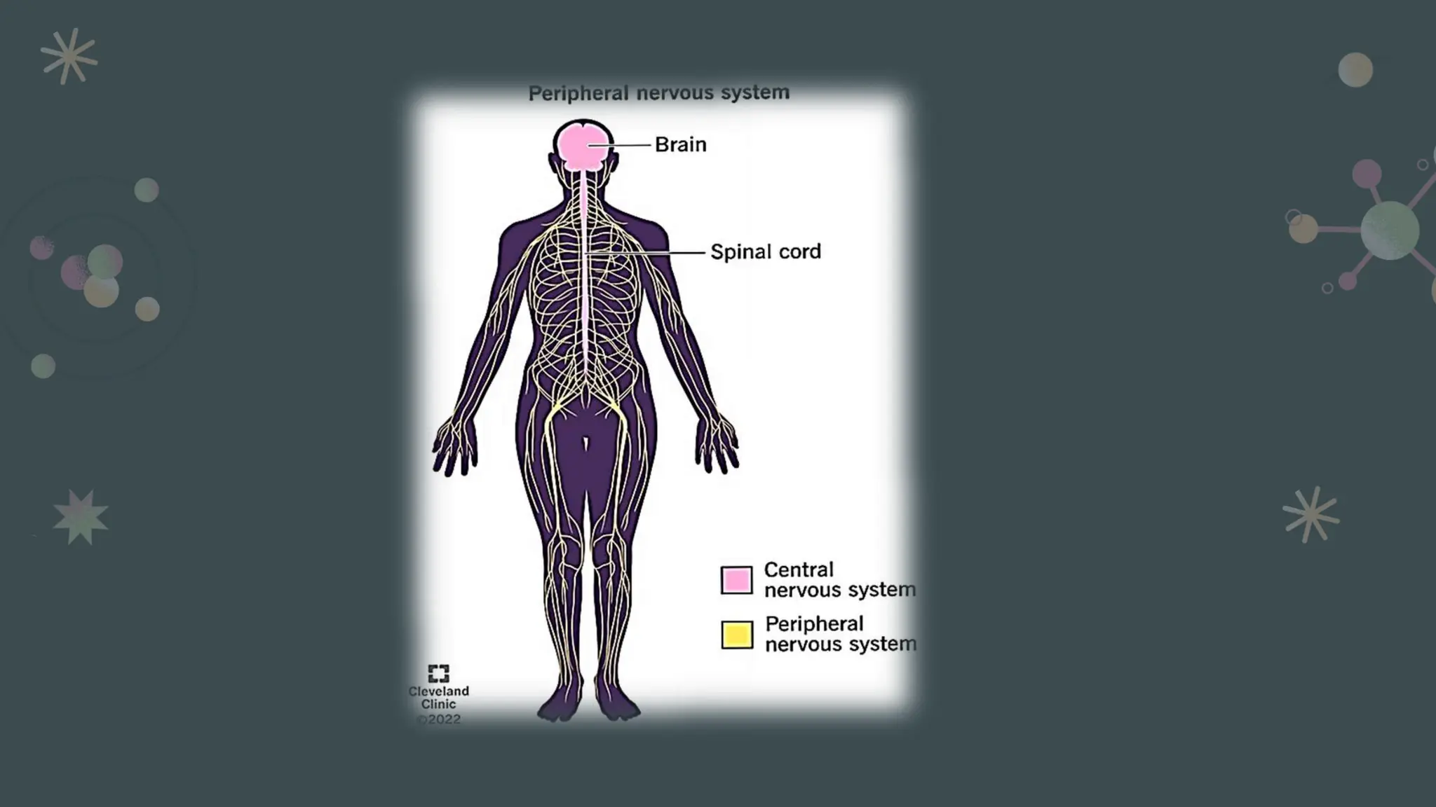 autonomic Nervous system in peripheral nervous system | PPT