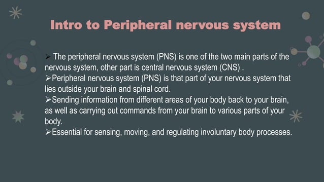autonomic Nervous system in peripheral nervous system | PPT