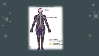 autonomic Nervous system in peripheral nervous system | PPT