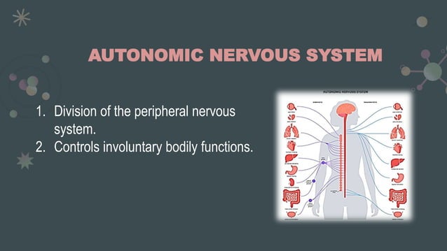 autonomic Nervous system in peripheral nervous system | PPT