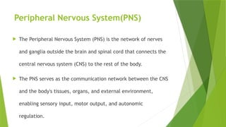 Autonomic Nervous system of human c.pptx