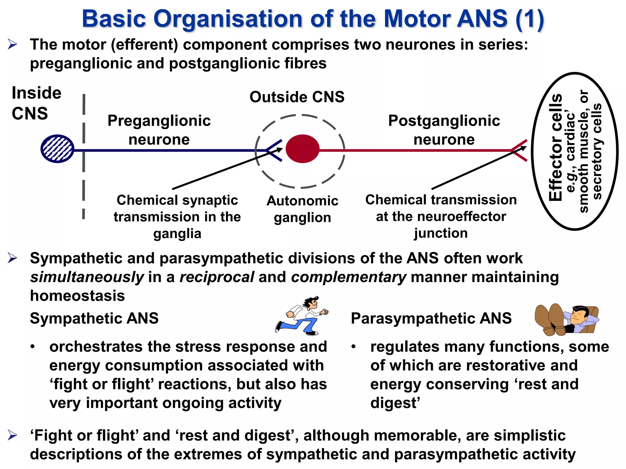 Autonomic physiology and pharmacology 1 2017 18 jap | PPTX
