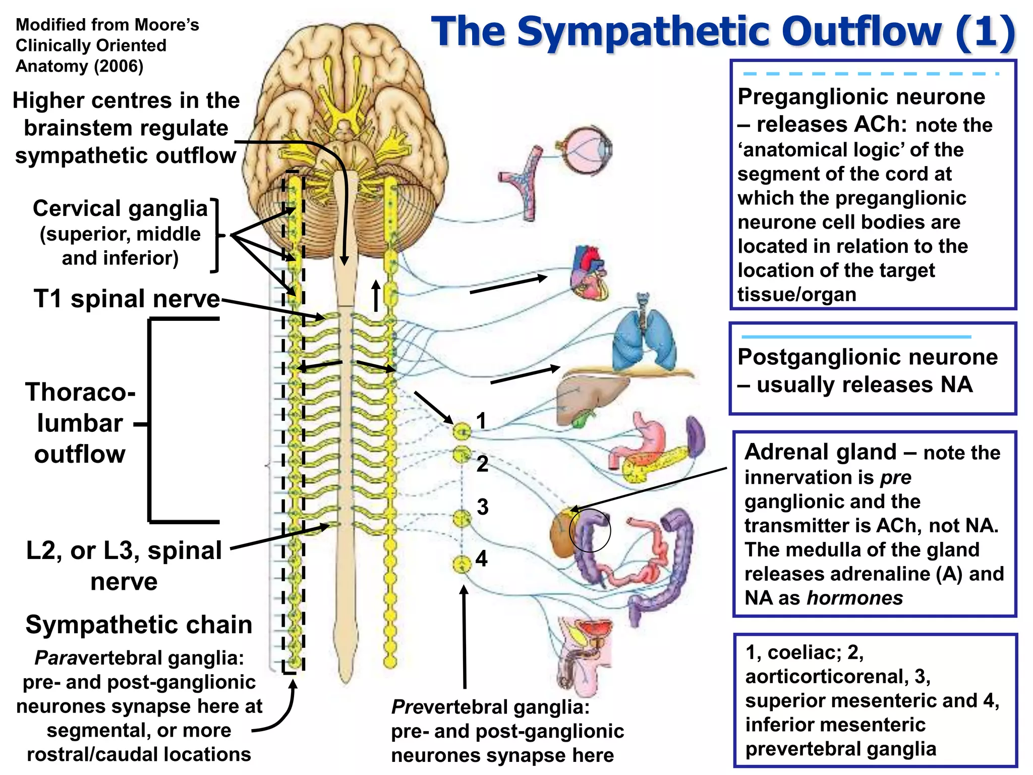 Autonomic physiology and pharmacology 1 2017 18 jap | PPTX