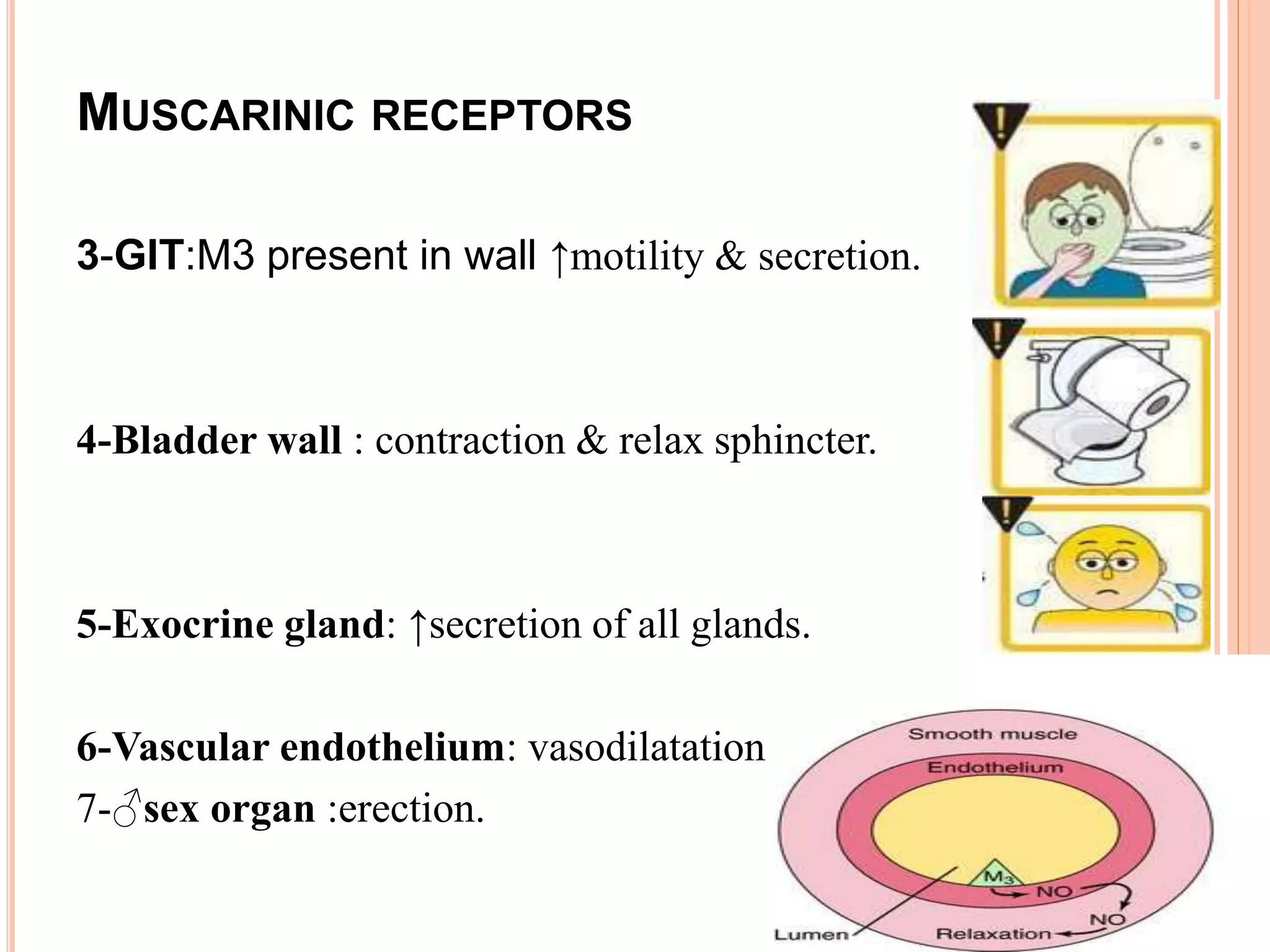 Autonomic receptors | PPTX