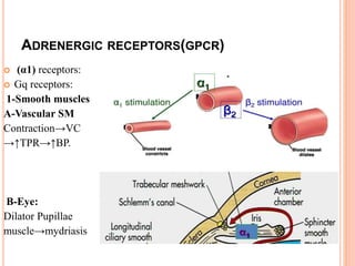 Autonomic receptors | PPTX