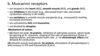 Autonomic receptors and drugs | PPT
