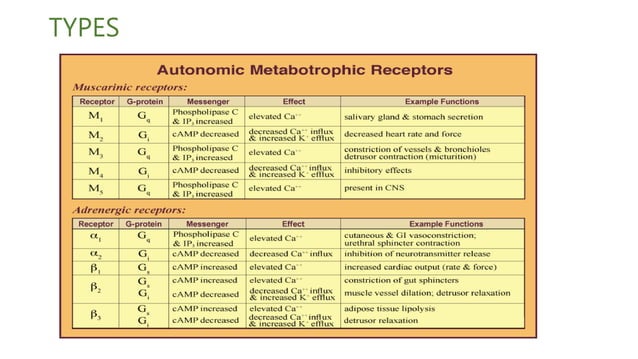 Autonomic receptors and drugs | PPT