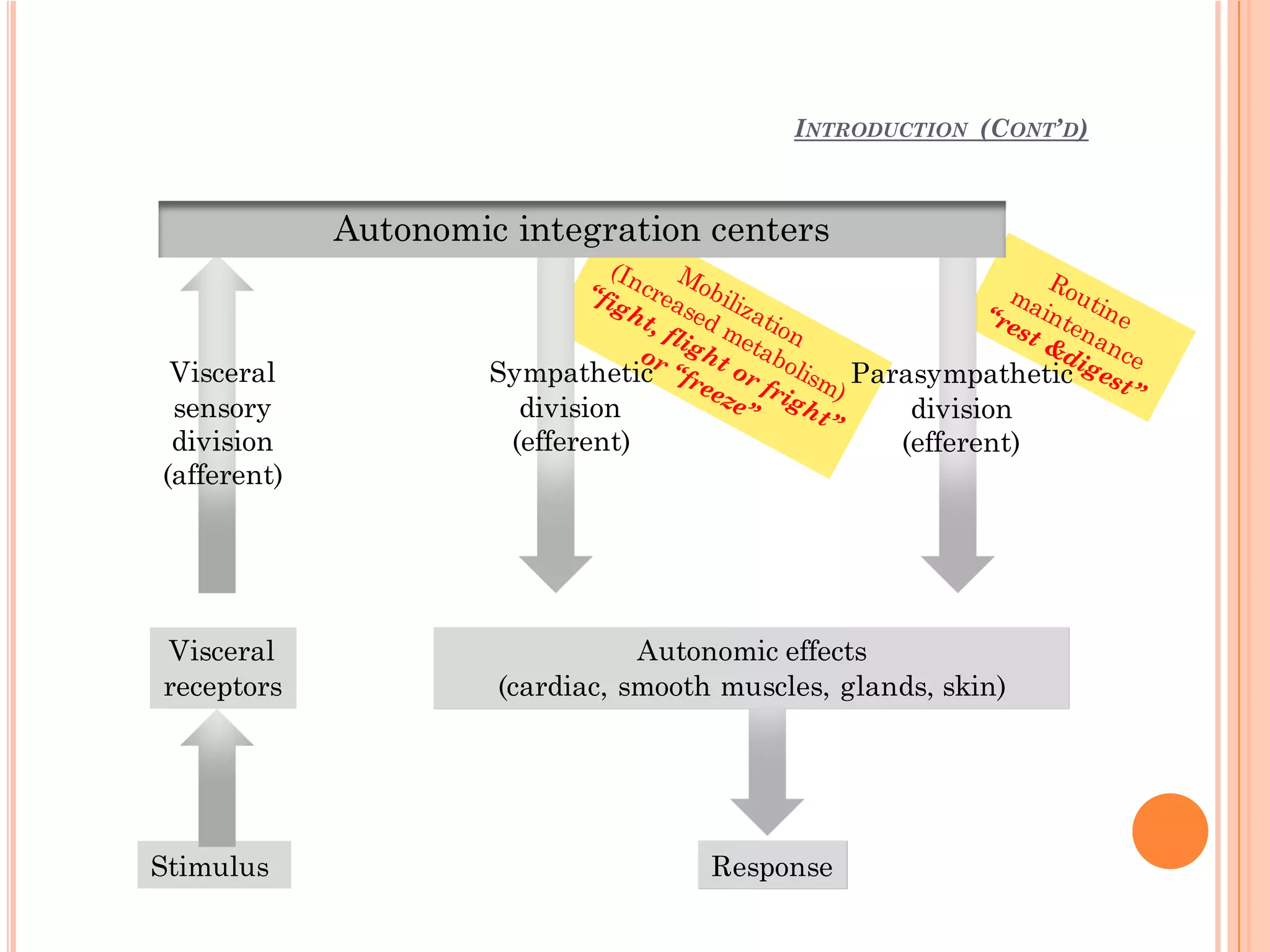 Autonomic Nervous System | PPT
