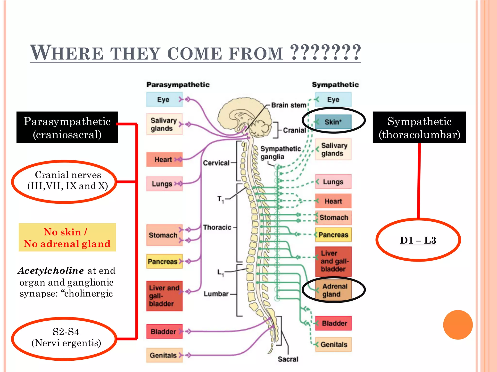 Autonomic Nervous System | PDF