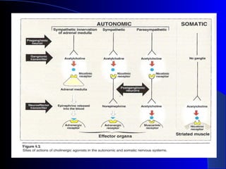 Autonomics Parasympathetic | PPT