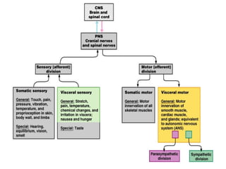 Autonomic Nervous System (SSR) Testing | PPT