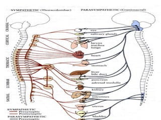 Autonomic Nervous System (SSR) Testing | PPT