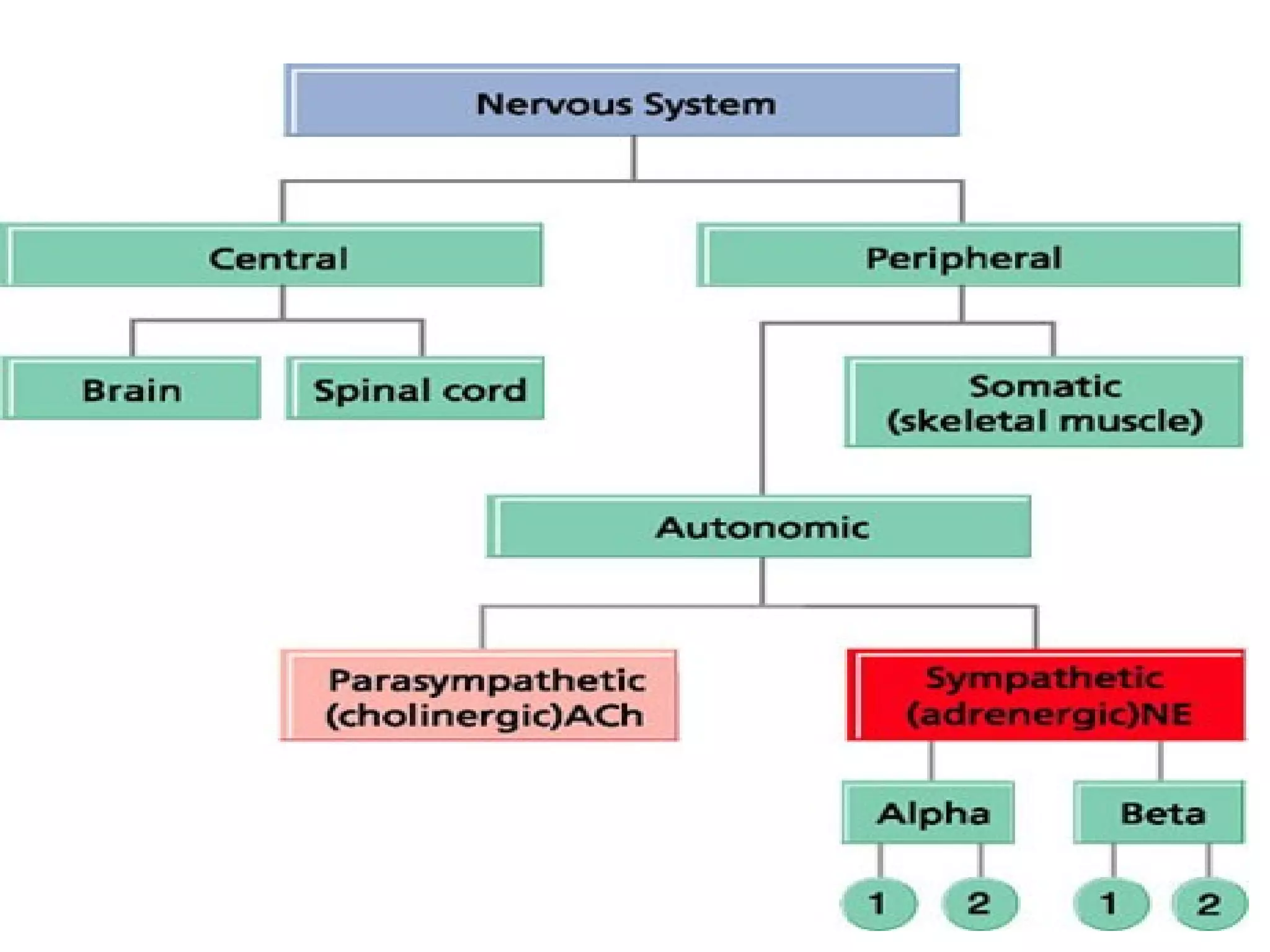 Sympathetic Skin Response (SSR) Testing | PPT