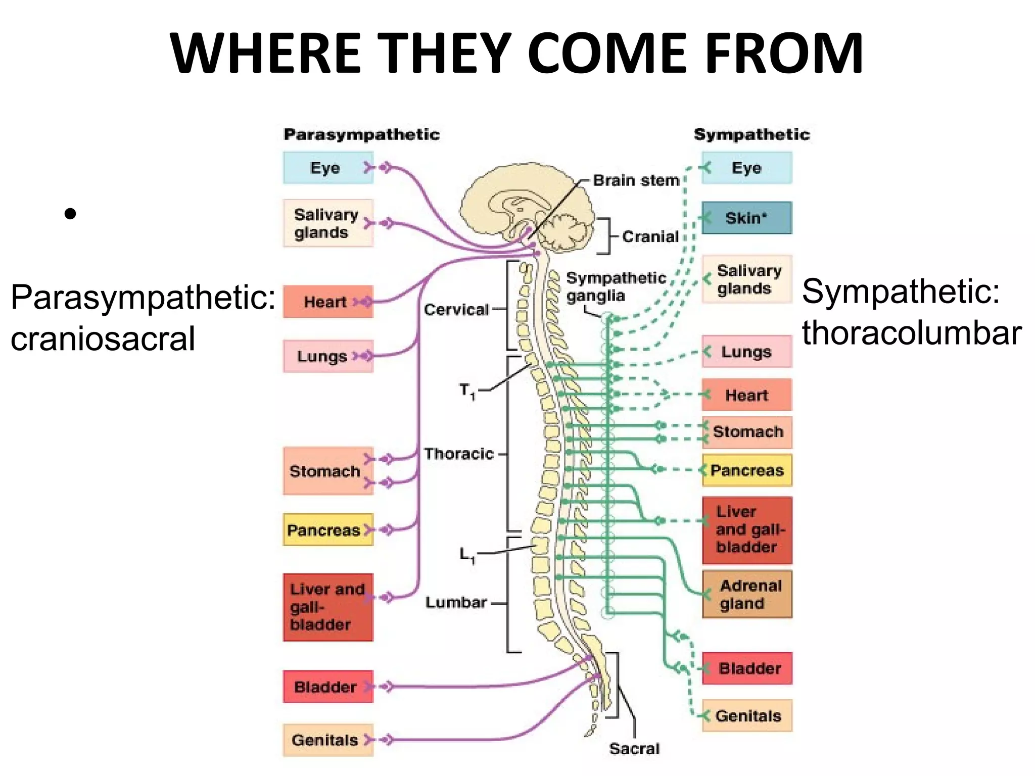 Sympathetic Skin Response (SSR) Testing | PPT