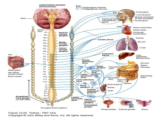 Sympathetic Skin Response (SSR) Testing | PPT | Brain and Nervous ...