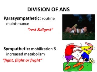 Sympathetic Skin Response (SSR) Testing | PPT