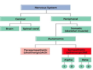 Sympathetic Skin Response (SSR) Testing | PPT