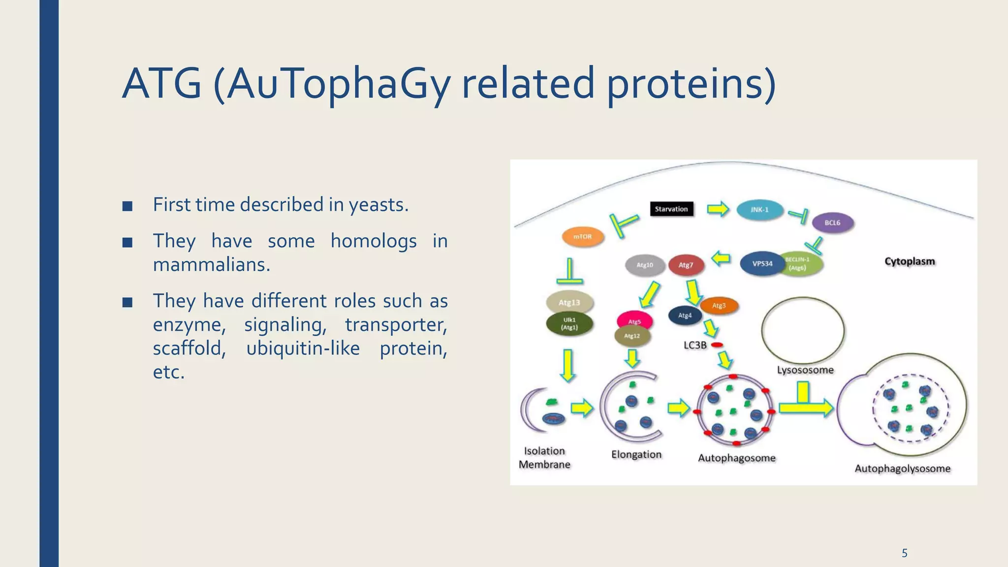 Autophagy | PPSX