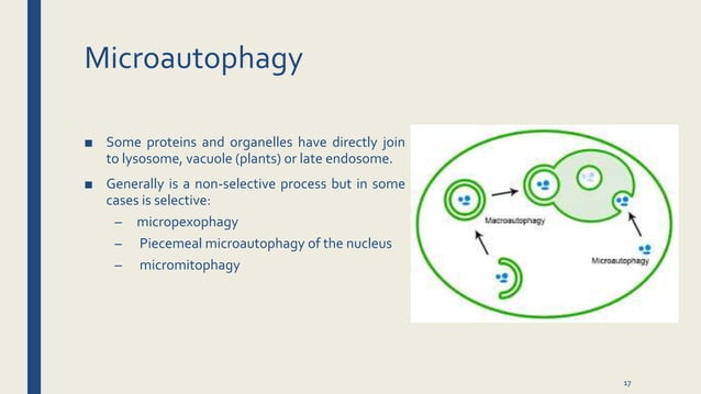 Autophagy | PPSX | Biological Sciences | Science