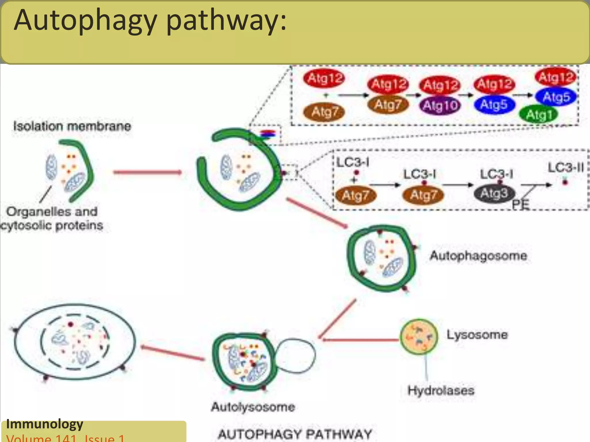Autophagy | PPTX