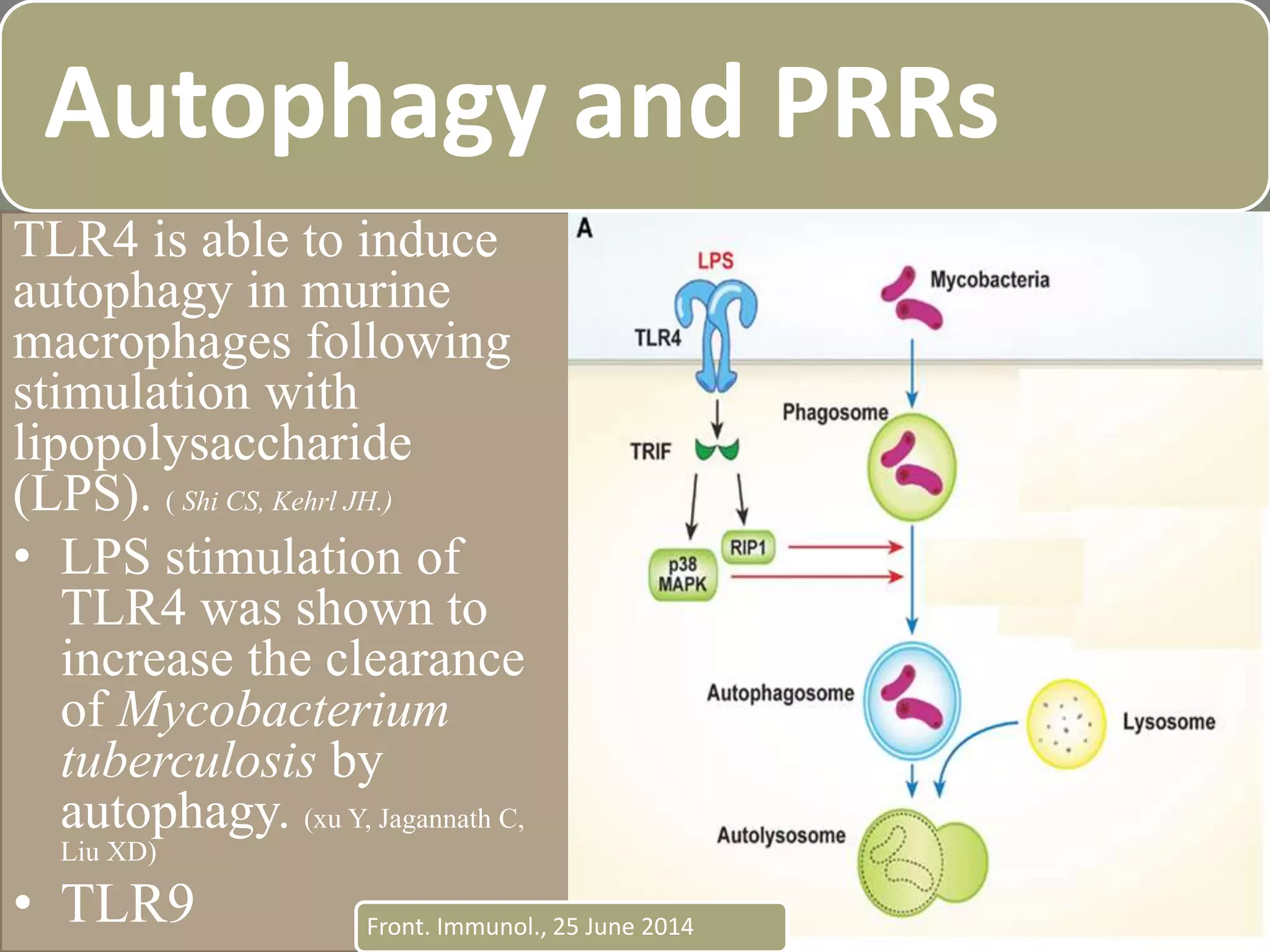 Autophagy | PPTX
