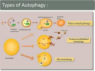 Autophagy | PPTX | Genetics | Science