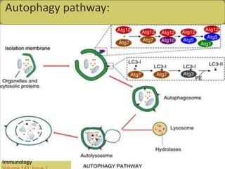 Autophagy | PPTX | Genetics | Science