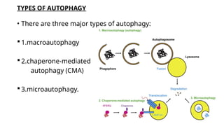 Autophagy [1].pptx