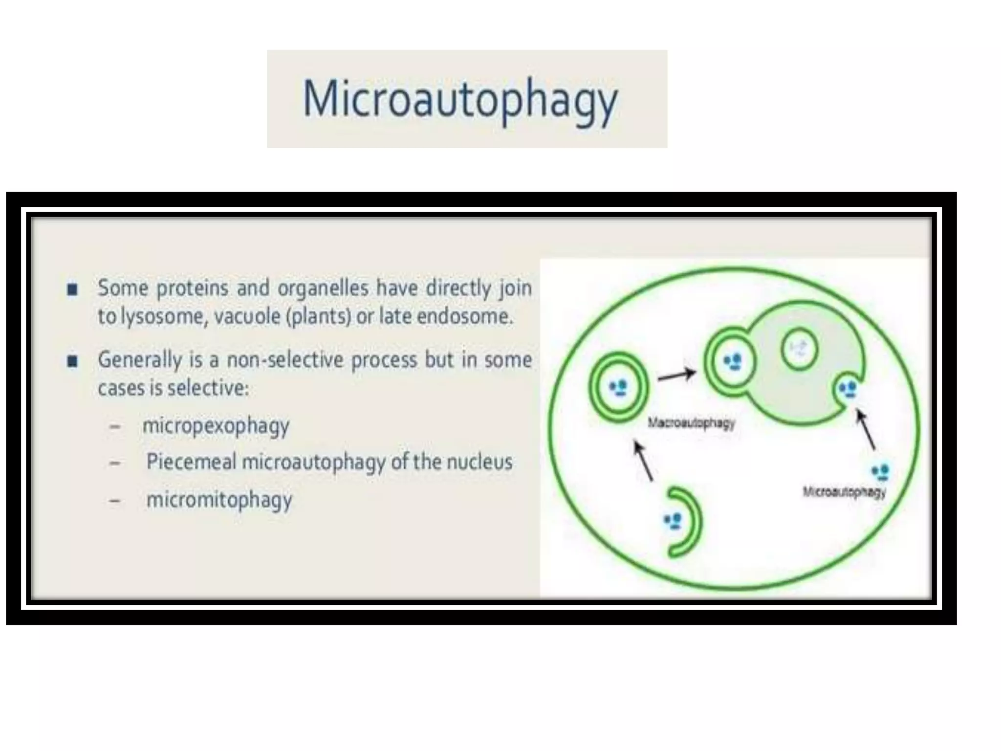autophagy .pptx