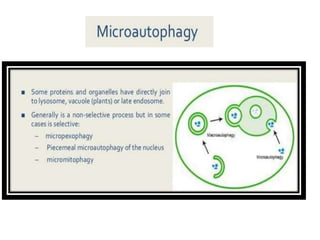 autophagy .pptx | Biological Sciences | Science