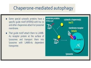 autophagy .pptx | Biological Sciences | Science