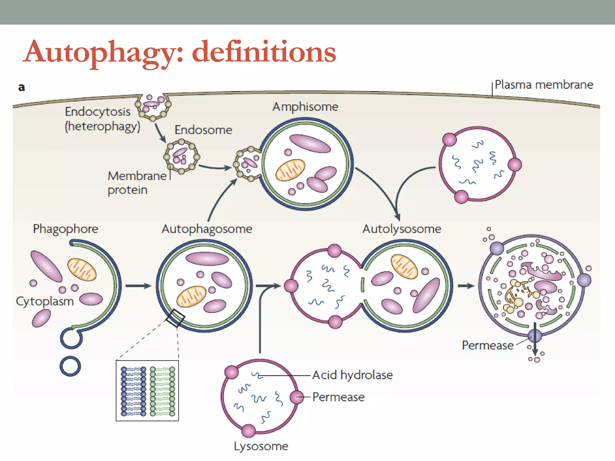 Autophagy: implications in neurodegeneration, fitness exercise and ...