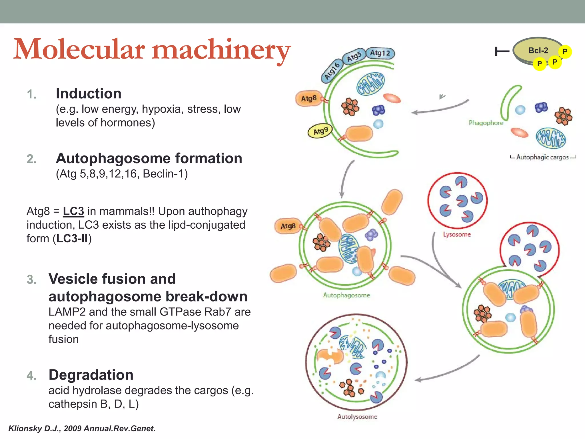 Autophagy: implications in neurodegeneration, fitness exercise and ...