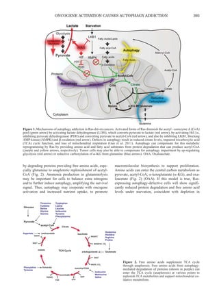 Autophagy, stress, and cancer metabolism | PDF