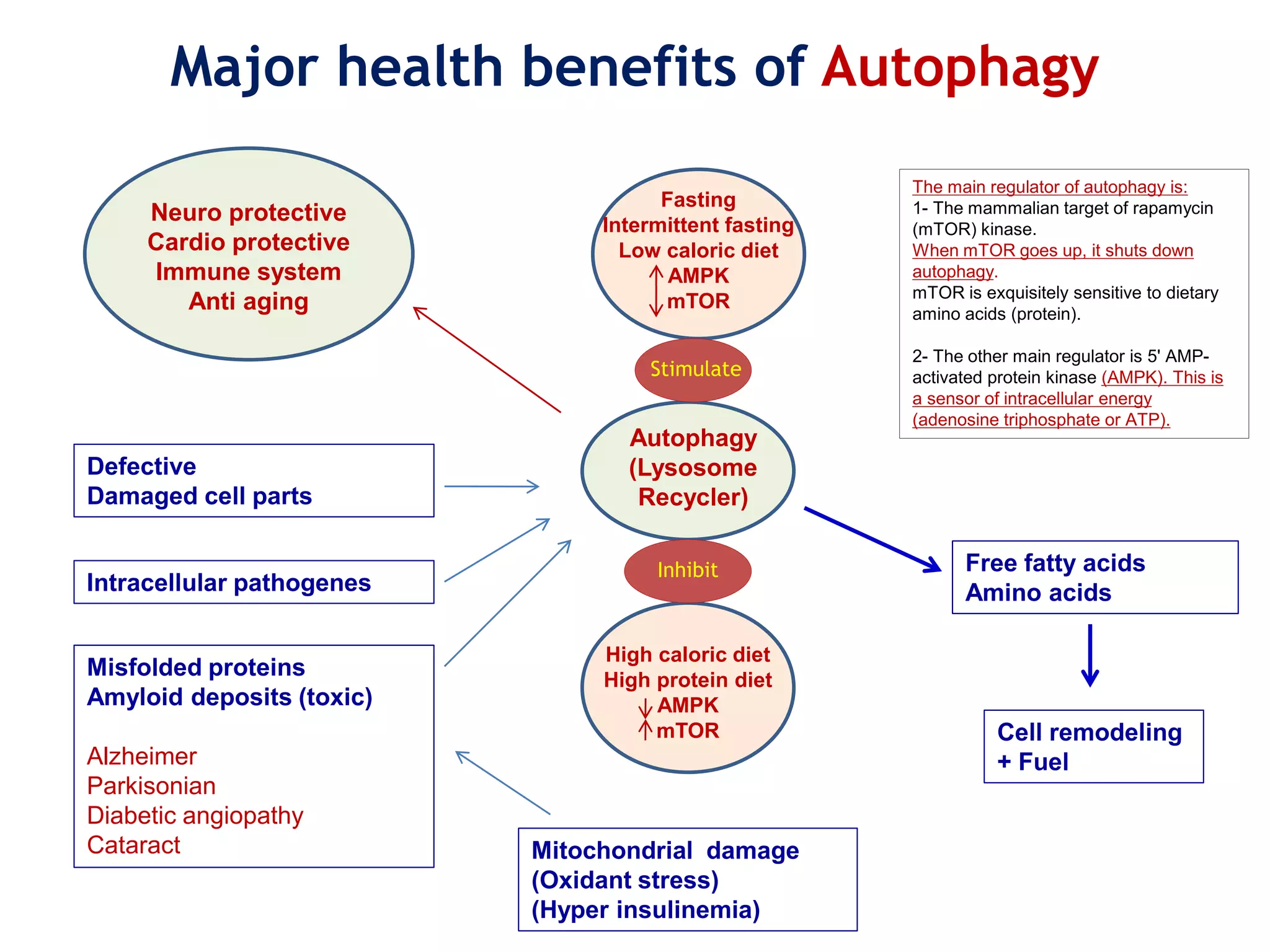 Autophagy the housekeeper in every cell | PPTX