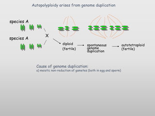 Autopolyploidy | PPTX