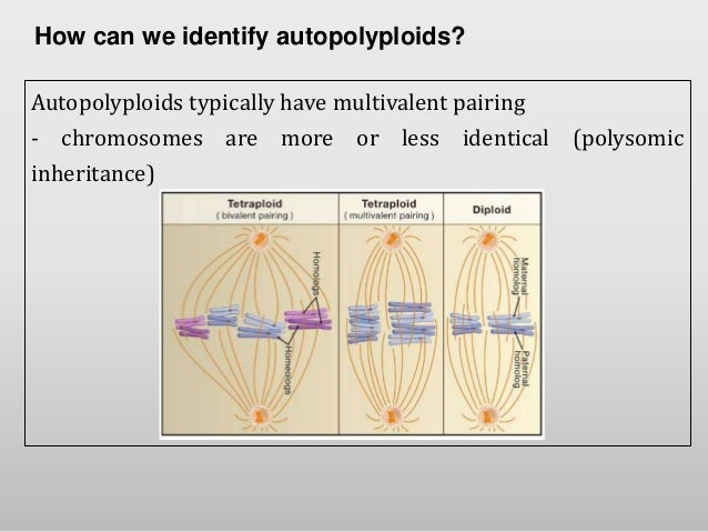 Autopolyploidy