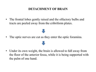 Autopsy-of-brain.pptx