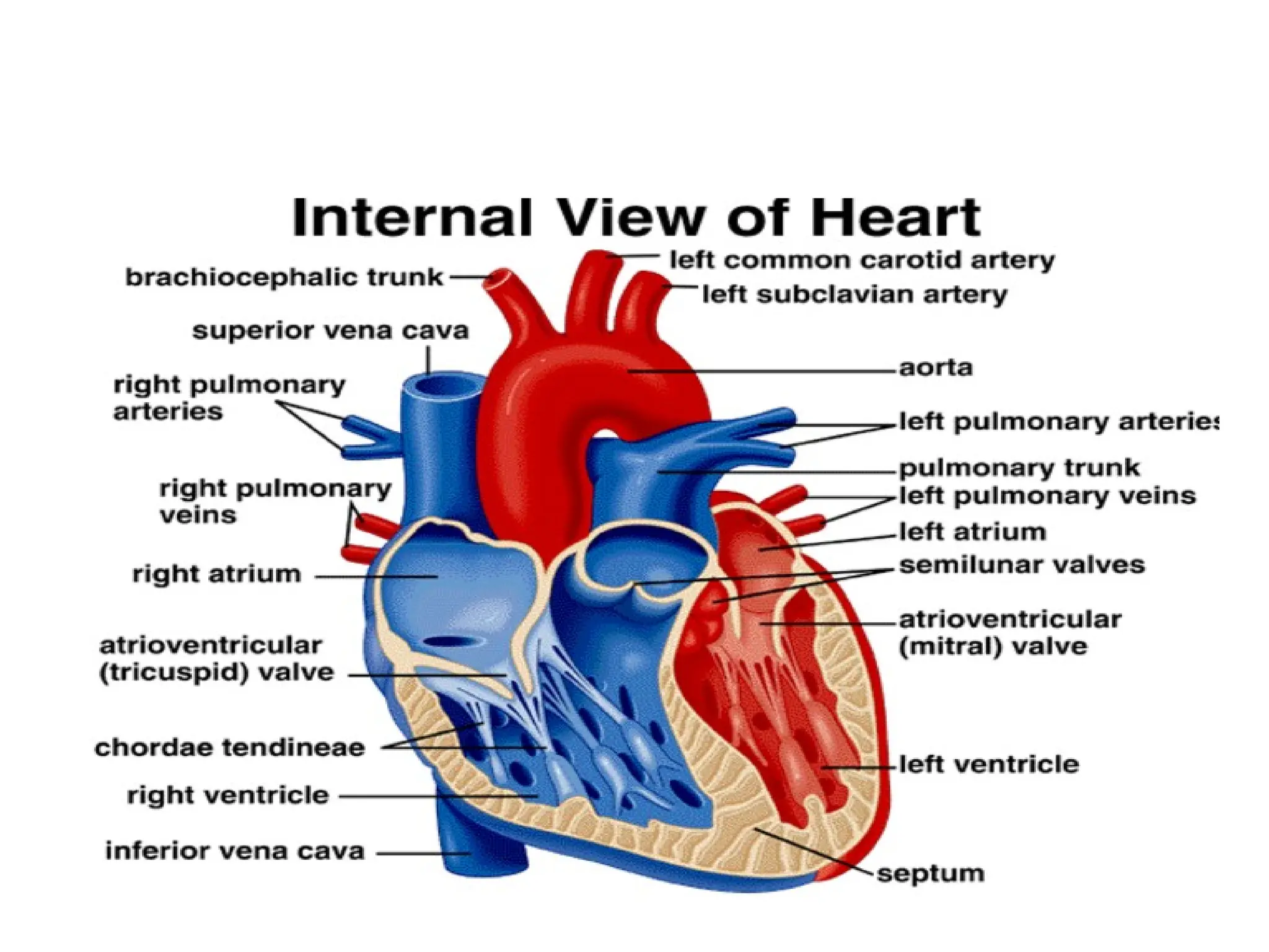autopsy heart under forensic and investigation.pptx