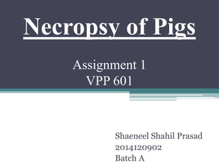 Autopsy of pig | PPTX