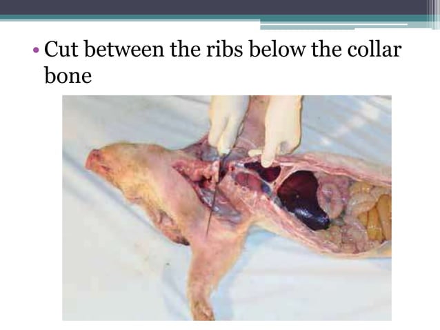 Autopsy of pig | PPTX | Death, Injury, or Military Conflict | Sensitive ...
