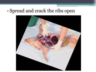 Autopsy of pig | PPTX