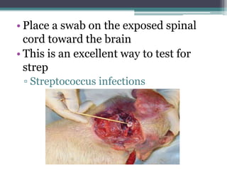 Autopsy of pig | PPTX