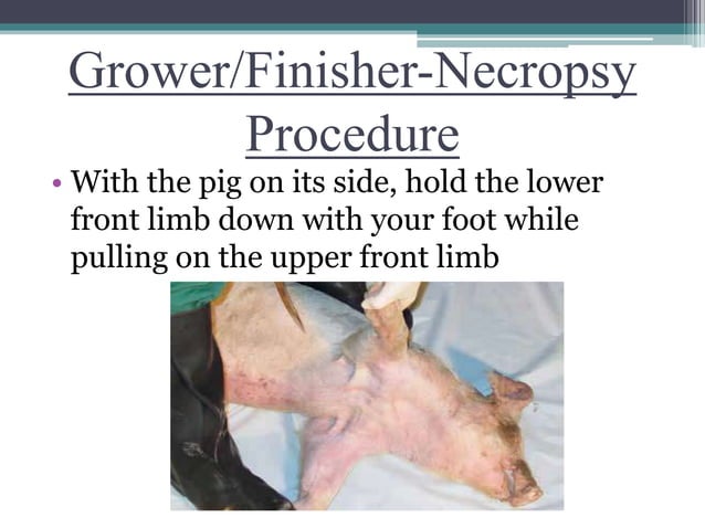 Autopsy of pig | PPTX | Death, Injury, or Military Conflict | Sensitive ...