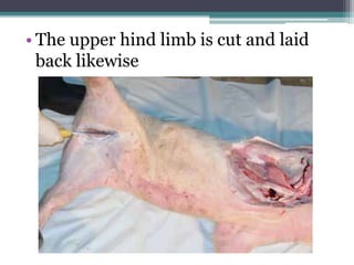 Autopsy of pig | PPTX