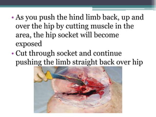 Autopsy of pig | PPTX